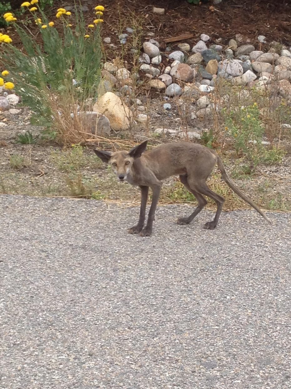 Routt County in photos: July 29, 2013 | SteamboatToday.com