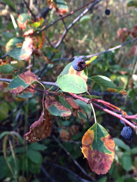 Colorado Master Gardener: Fighting rust in my backyard | SteamboatToday.com