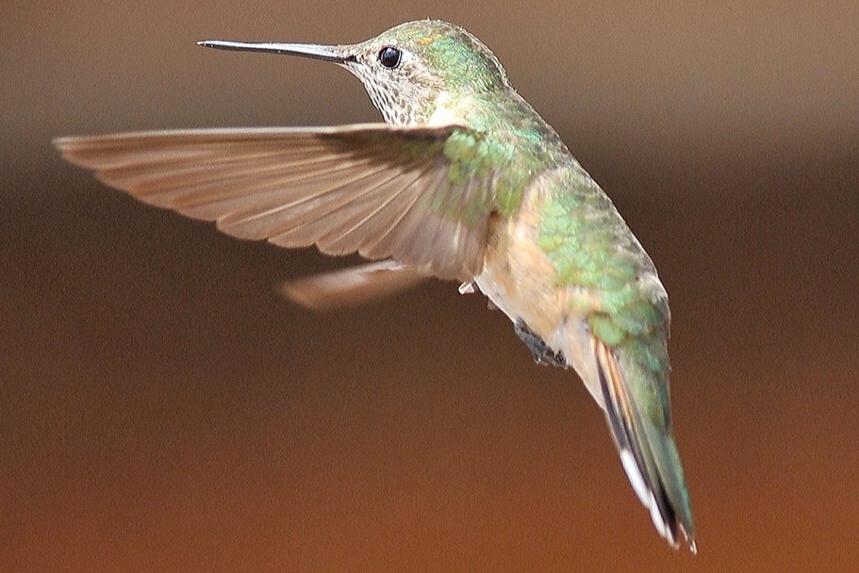 Eyes on the skies: Local birding experts share tips and tricks for ...