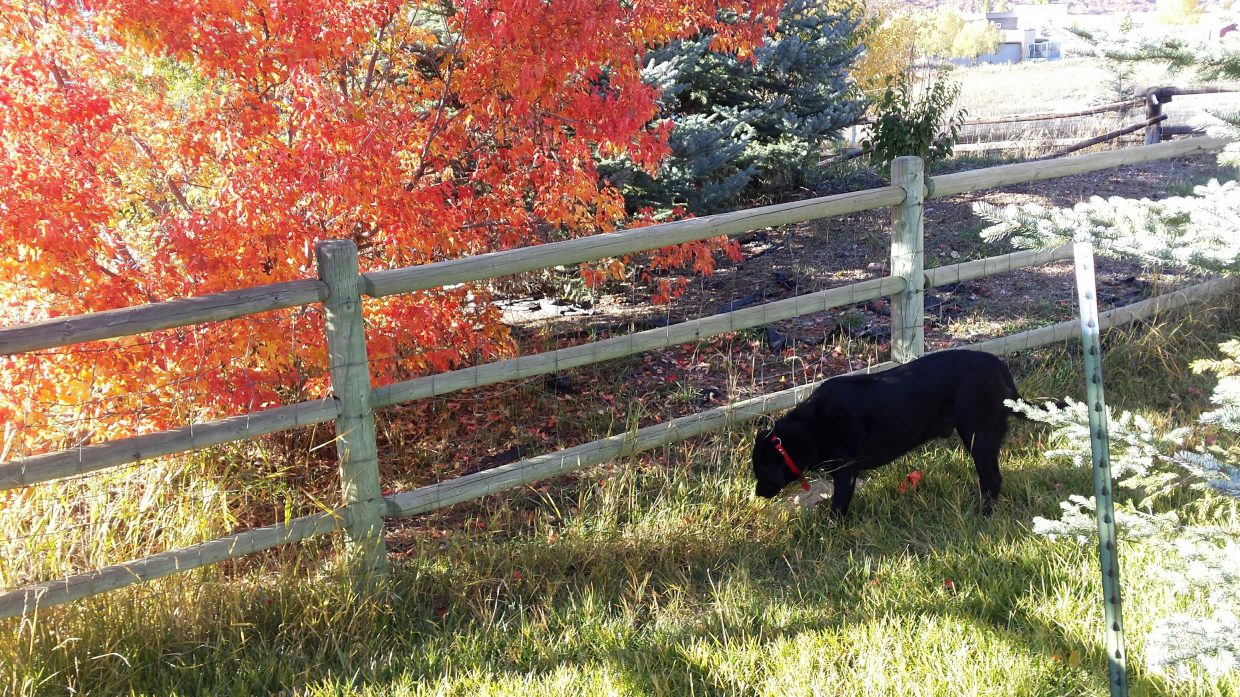 Routt County in photos: Nov. 4, 2017 | SteamboatToday.com