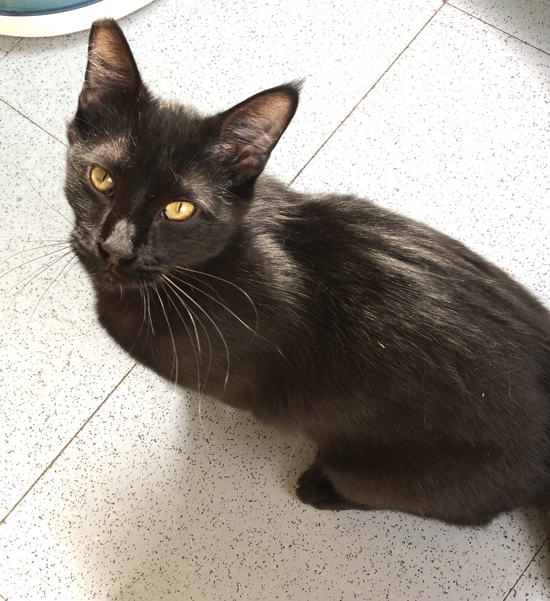 Steamboat adoptable pets: Sadie the dog and Nixon the cat ...