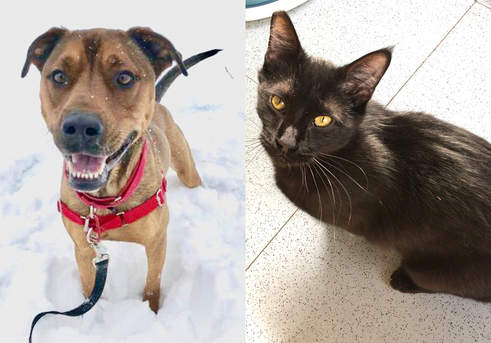 Steamboat adoptable pets: Sadie the dog and Nixon the cat ...