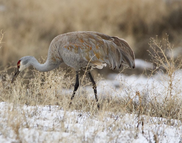 Crane Coloring Contest now open to area children | SteamboatToday.com