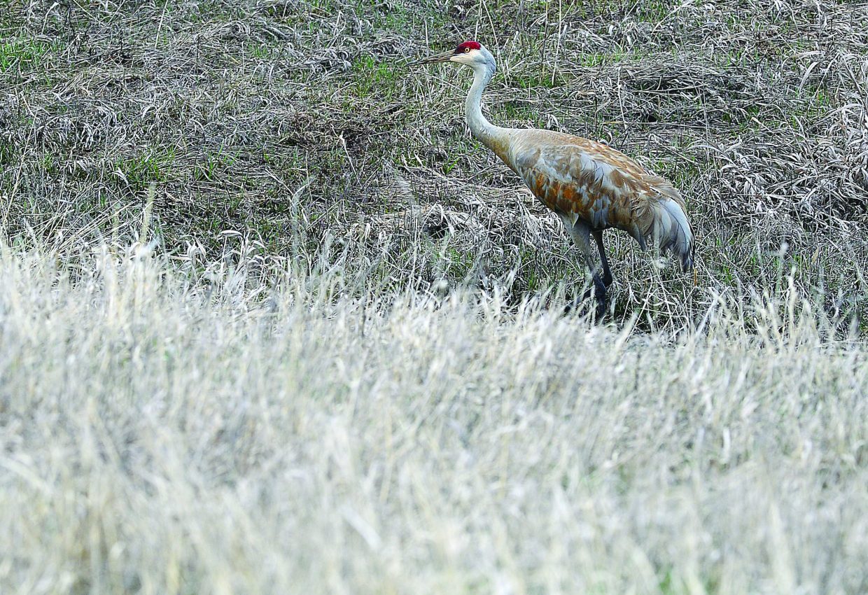 Crane Coloring Contest now open to area children | SteamboatToday.com