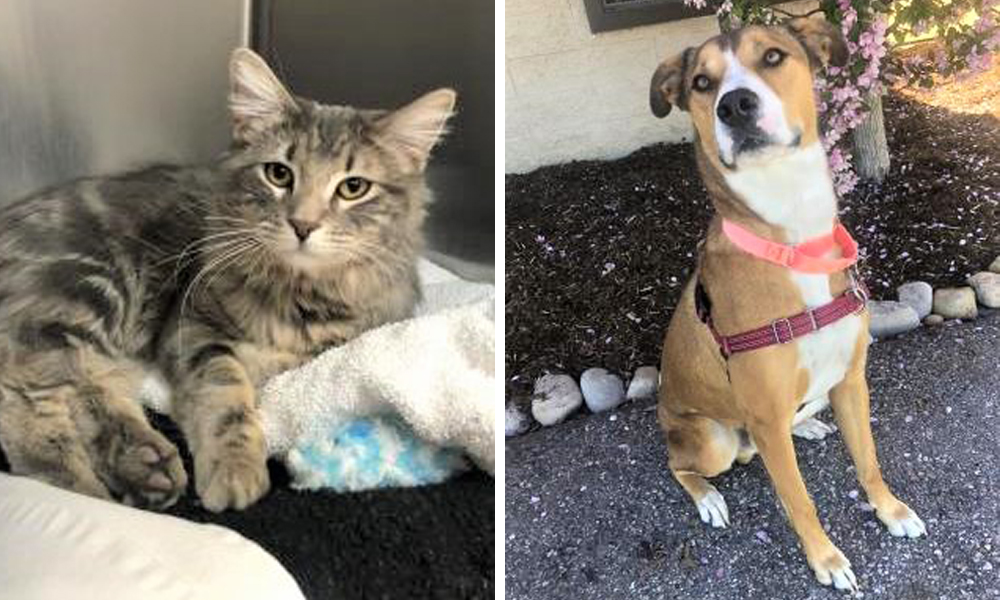 Routt County adoptable pets: Max the dog and Pumbaa the cat ...