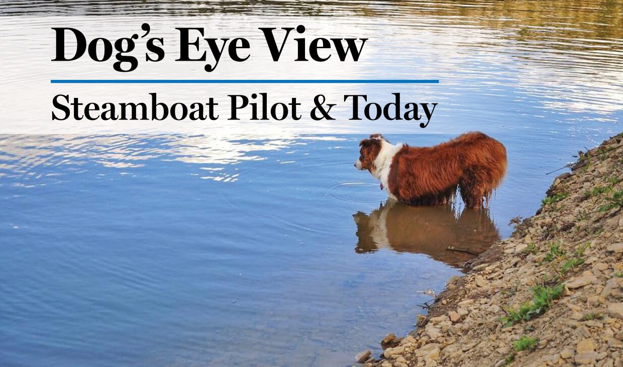Dog’s Eye View: Conflicting priorities | SteamboatToday.com