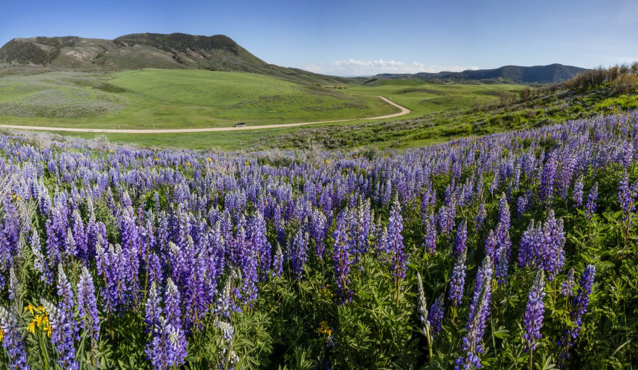Top places to find spring wildflowers in Routt County | SteamboatToday.com
