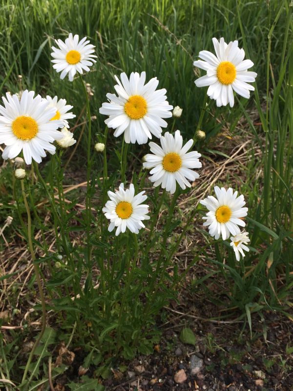 Master Gardener: Oxeye daisy — a noxious weed | SteamboatToday.com