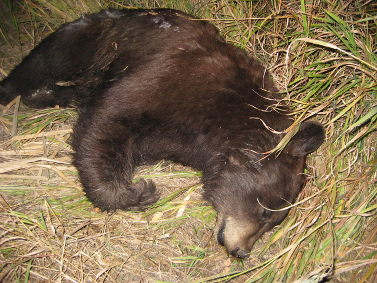 Bear found dead in Steamboat neighborhood was not likely killed ...