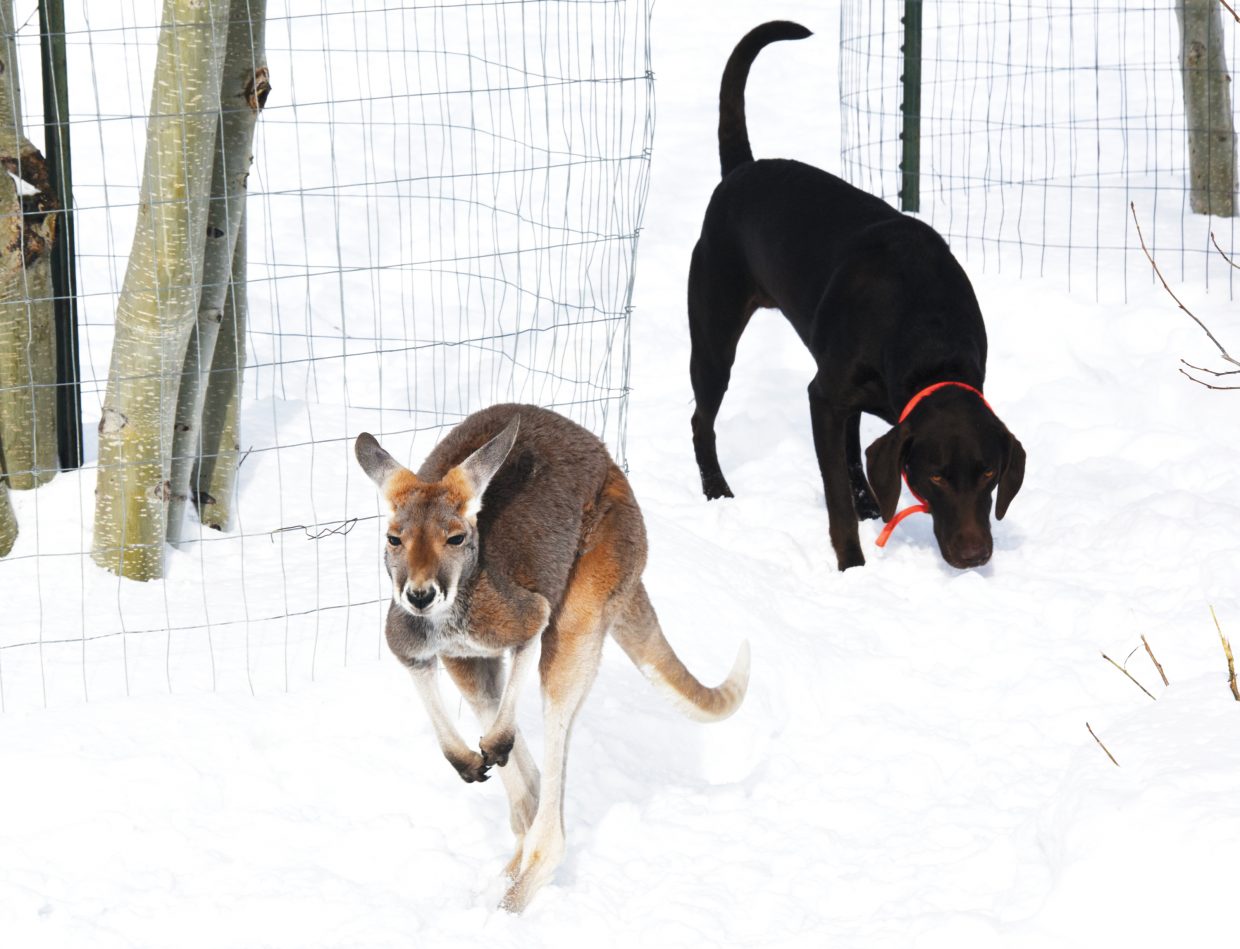 Buckaroo the kangaroo an unexpected guest at Steamboat MusicFest ...