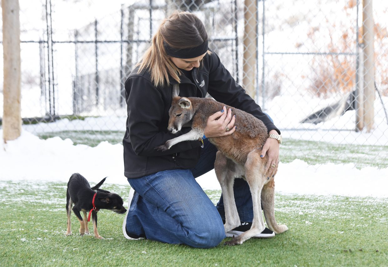 Buckaroo the kangaroo an unexpected guest at Steamboat MusicFest ...