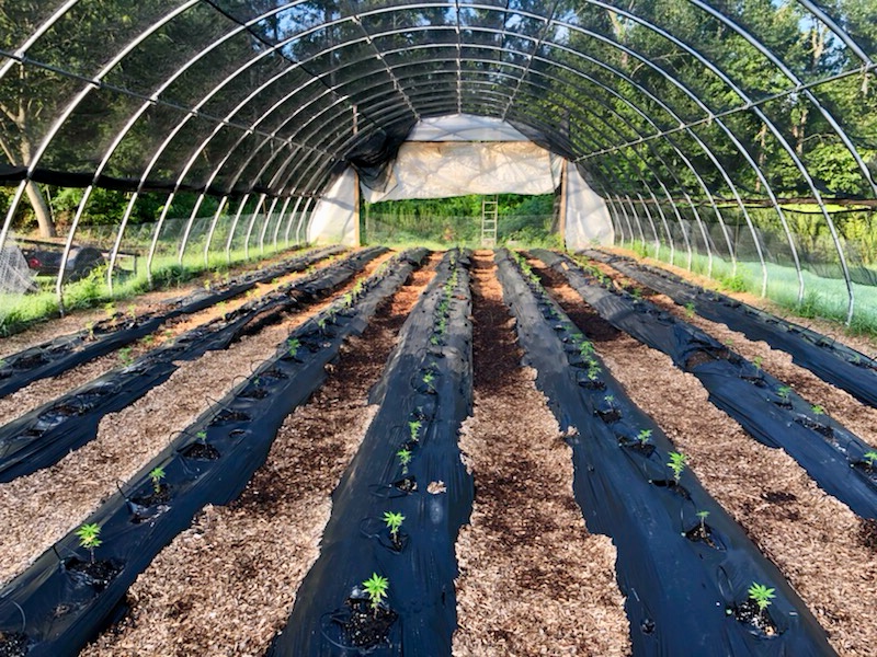 New regulations sprout interest in hemp | SteamboatToday.com