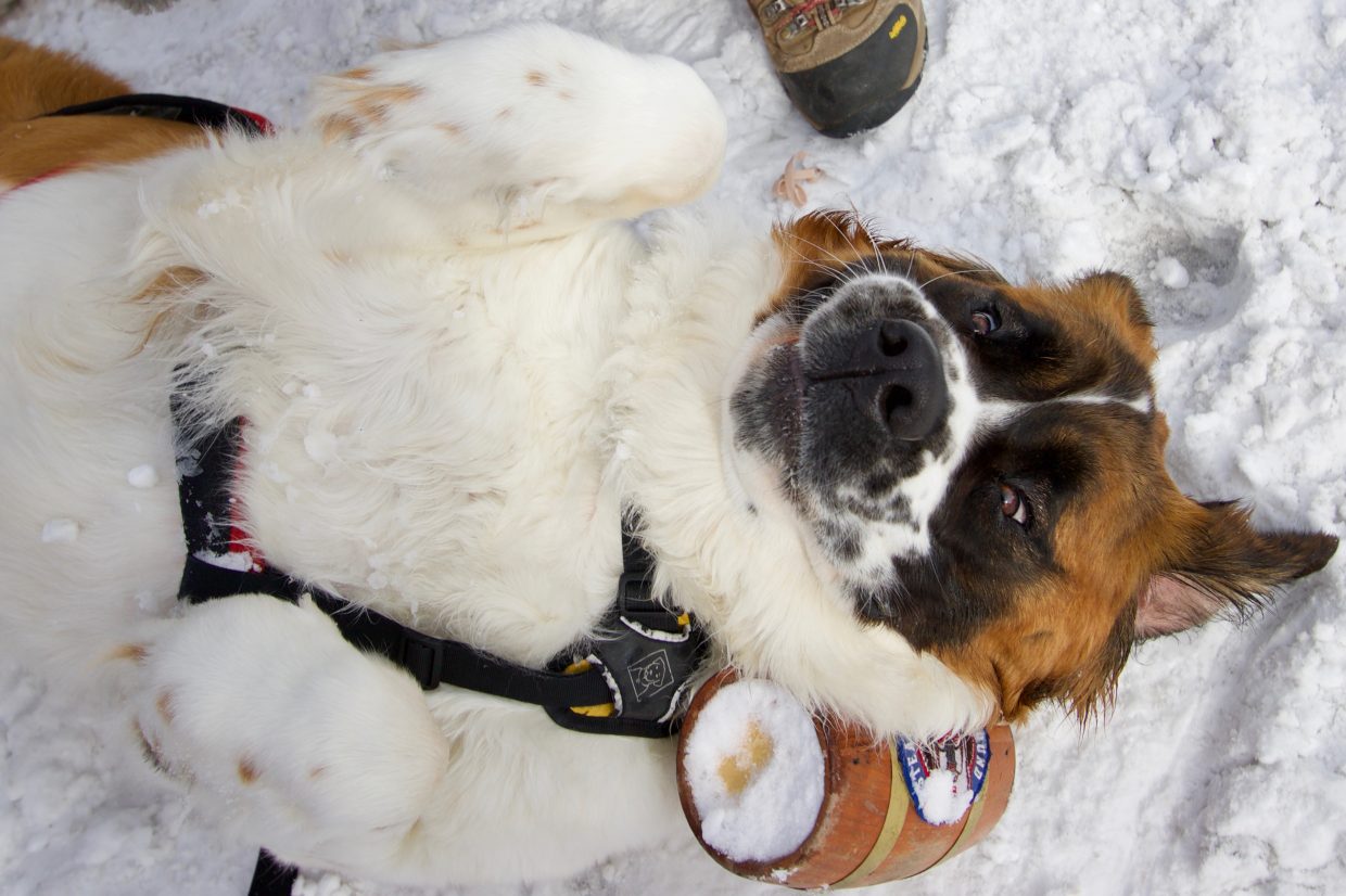 When the Saint comes barking in: meet Powder, Steamboat's safety dog ...