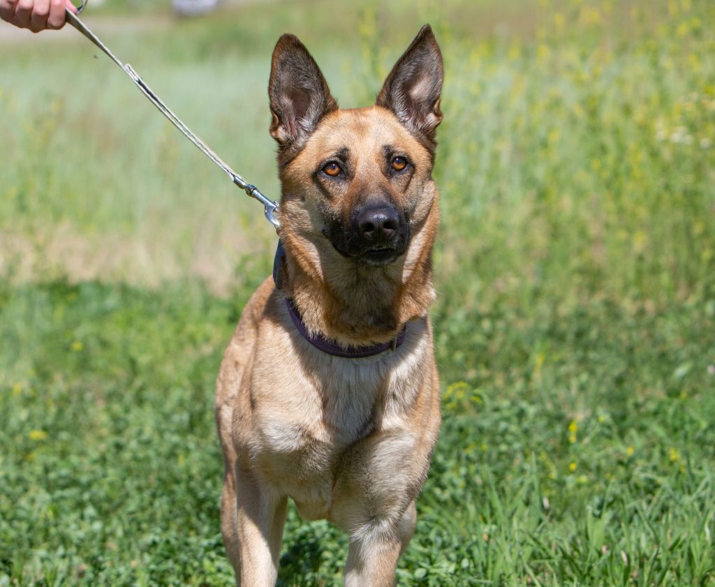 Routt County adoptable pets: Charcoal the kitten and Kida the dog ...