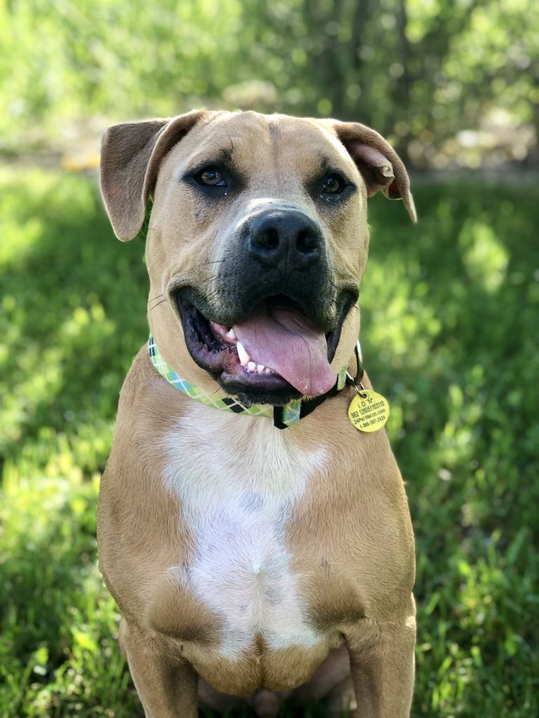 Routt County adoptable pets: Duke the cat and Linus the dog ...