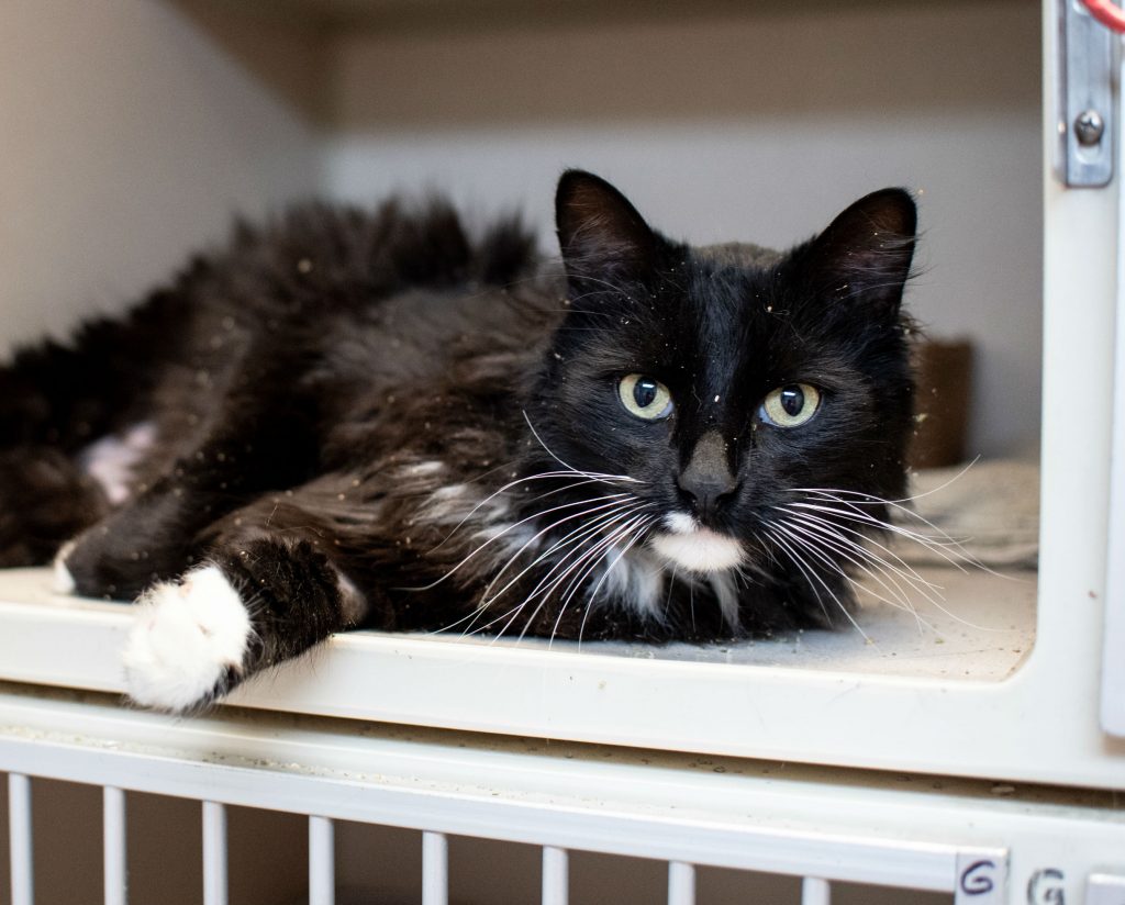 Routt County adoptable pets: Duke the cat and Linus the dog ...