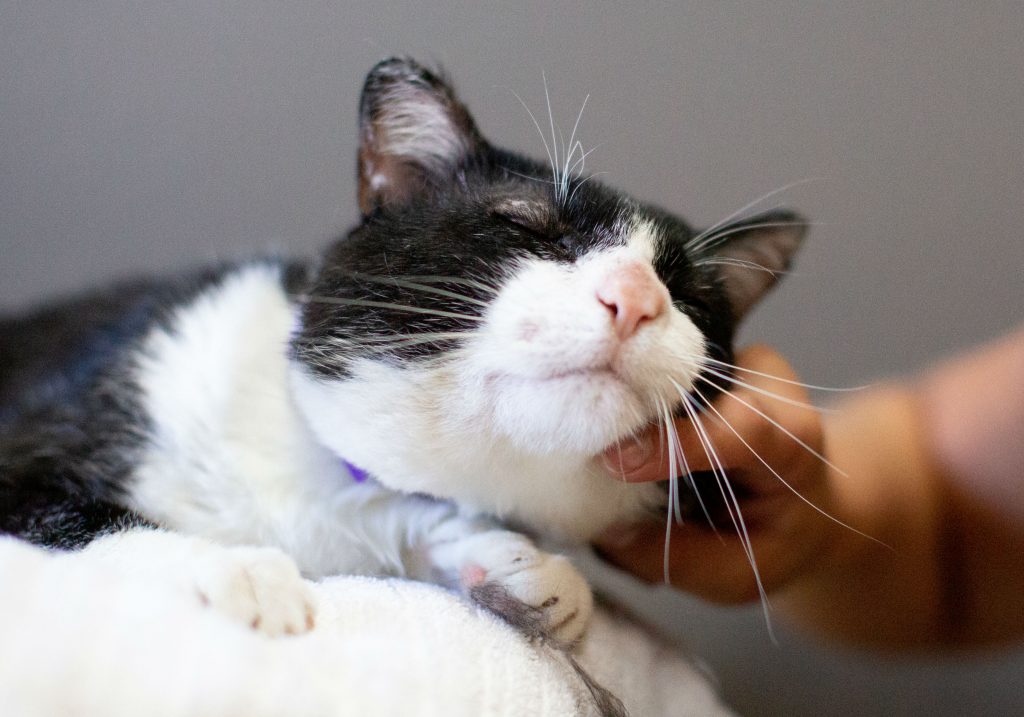 Routt County adoptable pets: Cookie Monster the cat and Scampi the dog ...