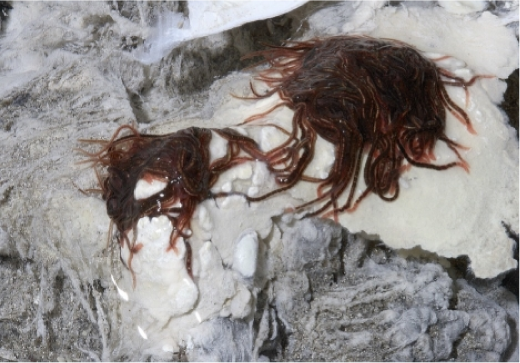 Steamboat’s toxic cave is home to weird worms, crystal-forming bacteria ...