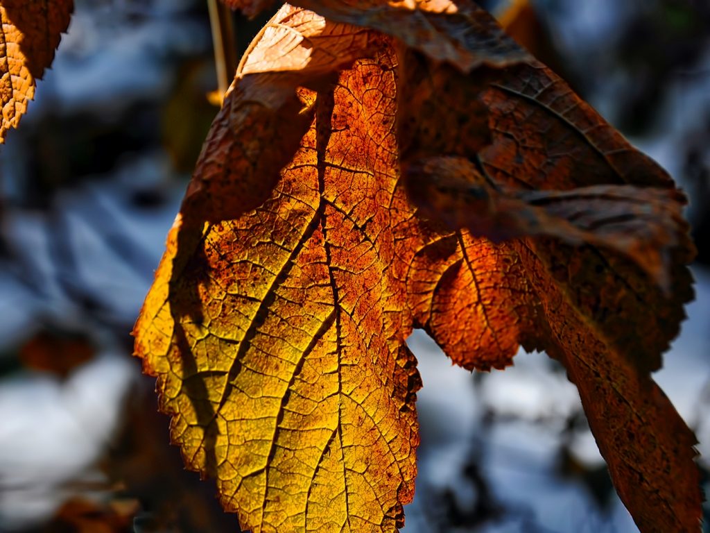 Explore More: 5 best spots to see fall colors in Routt County (with ...