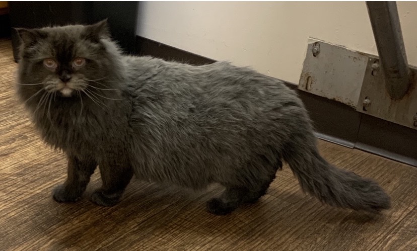 7 pets survive house fire in Yampa | SteamboatToday.com