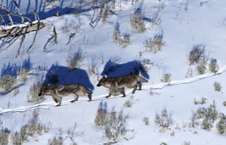 Wolf reintroduction may be heading to the ballot, but wolves are ...