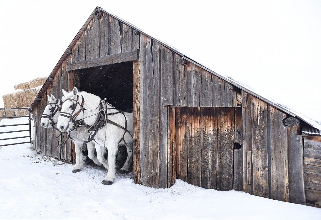 PHOTOS: Feeding long-held ranching tradition | SteamboatToday.com