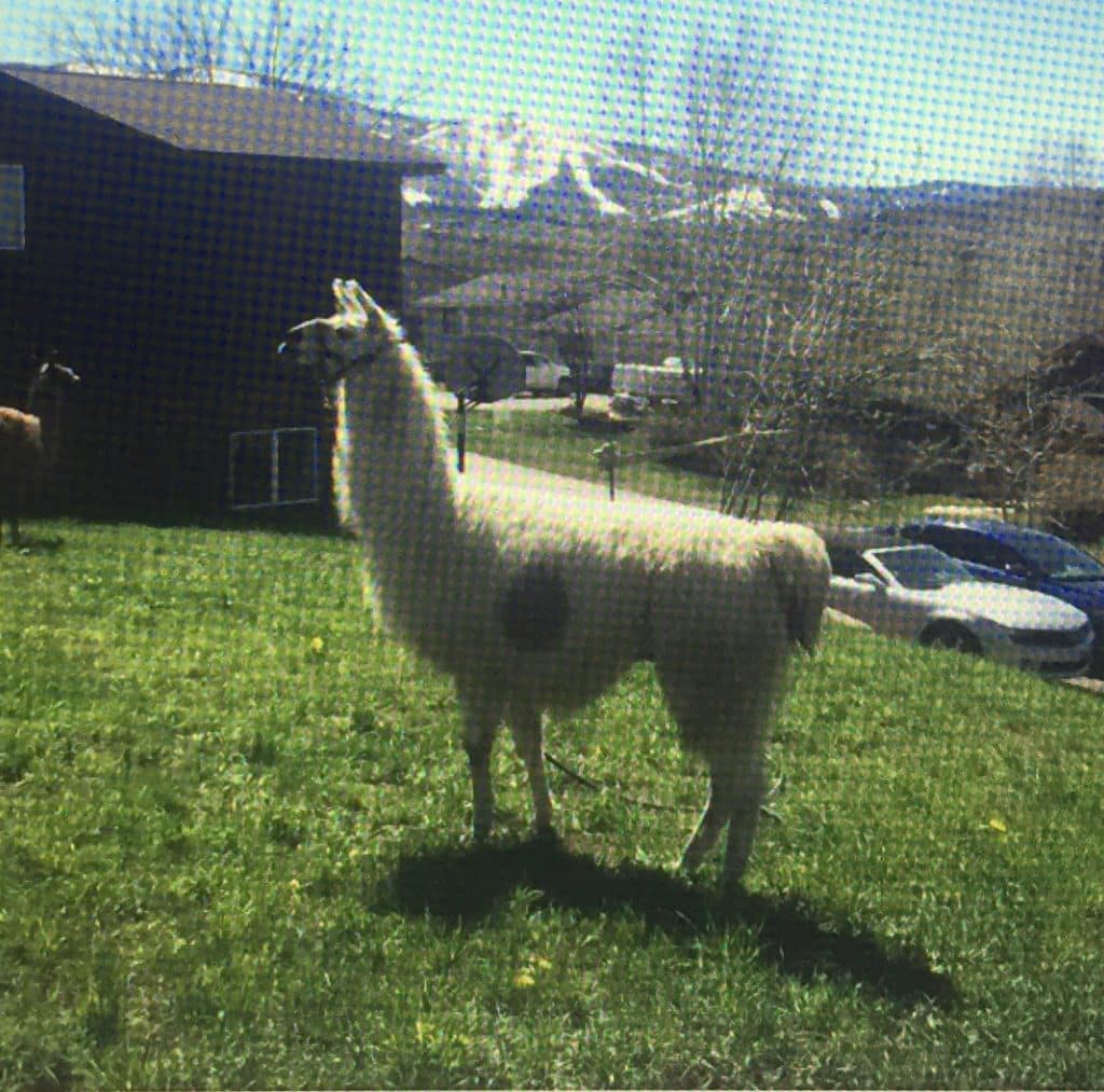 Lost llama last seen locally lingering in Old Town | SteamboatToday.com
