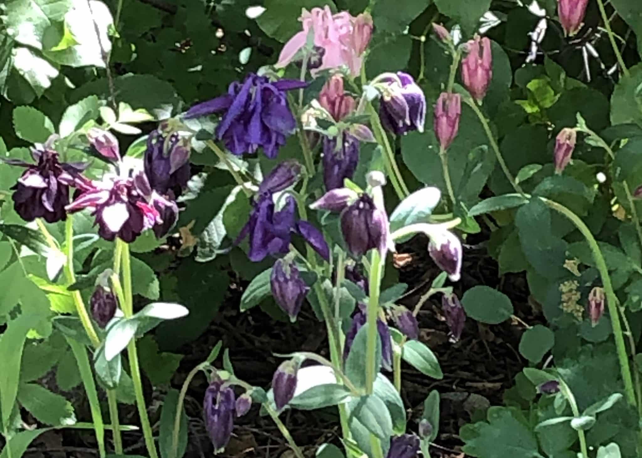 Master Gardener: Growing columbine | SteamboatToday.com
