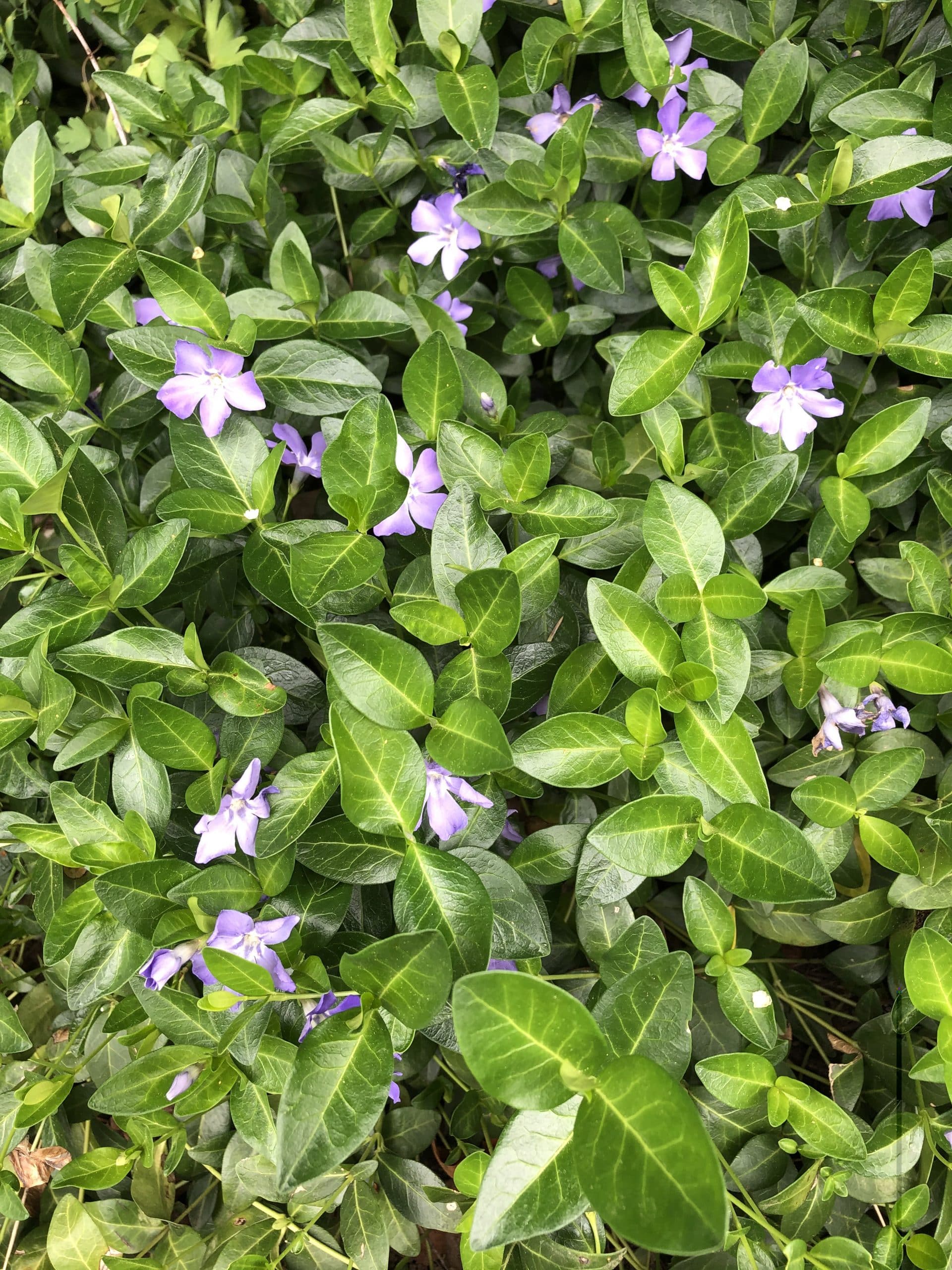 Master Gardener: Ground covers | SteamboatToday.com