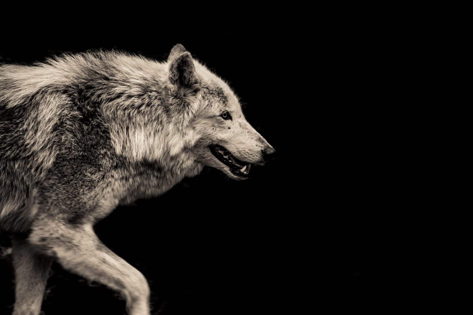 The science behind Colorado’s wolf reintroduction and why people are ...