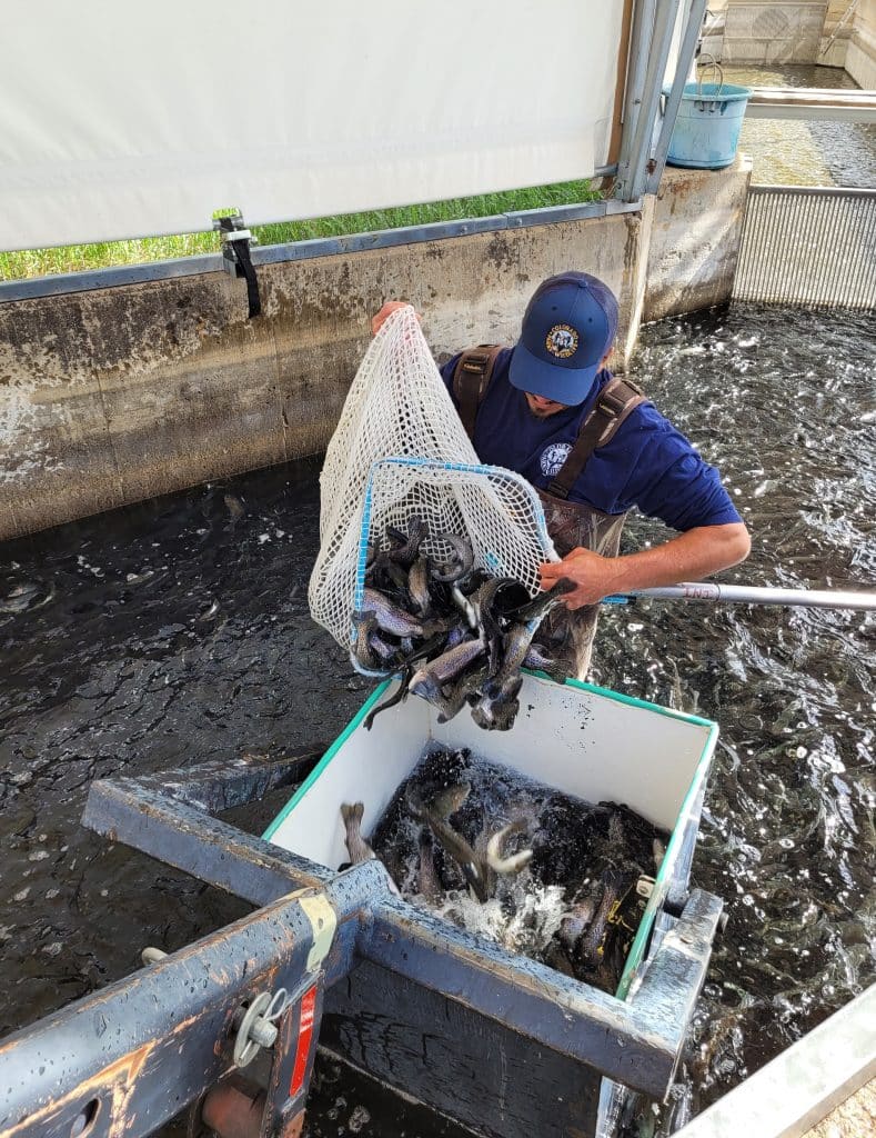 ‘Your fishin’ is our mission’: Drought adds to challenges for hatchery ...
