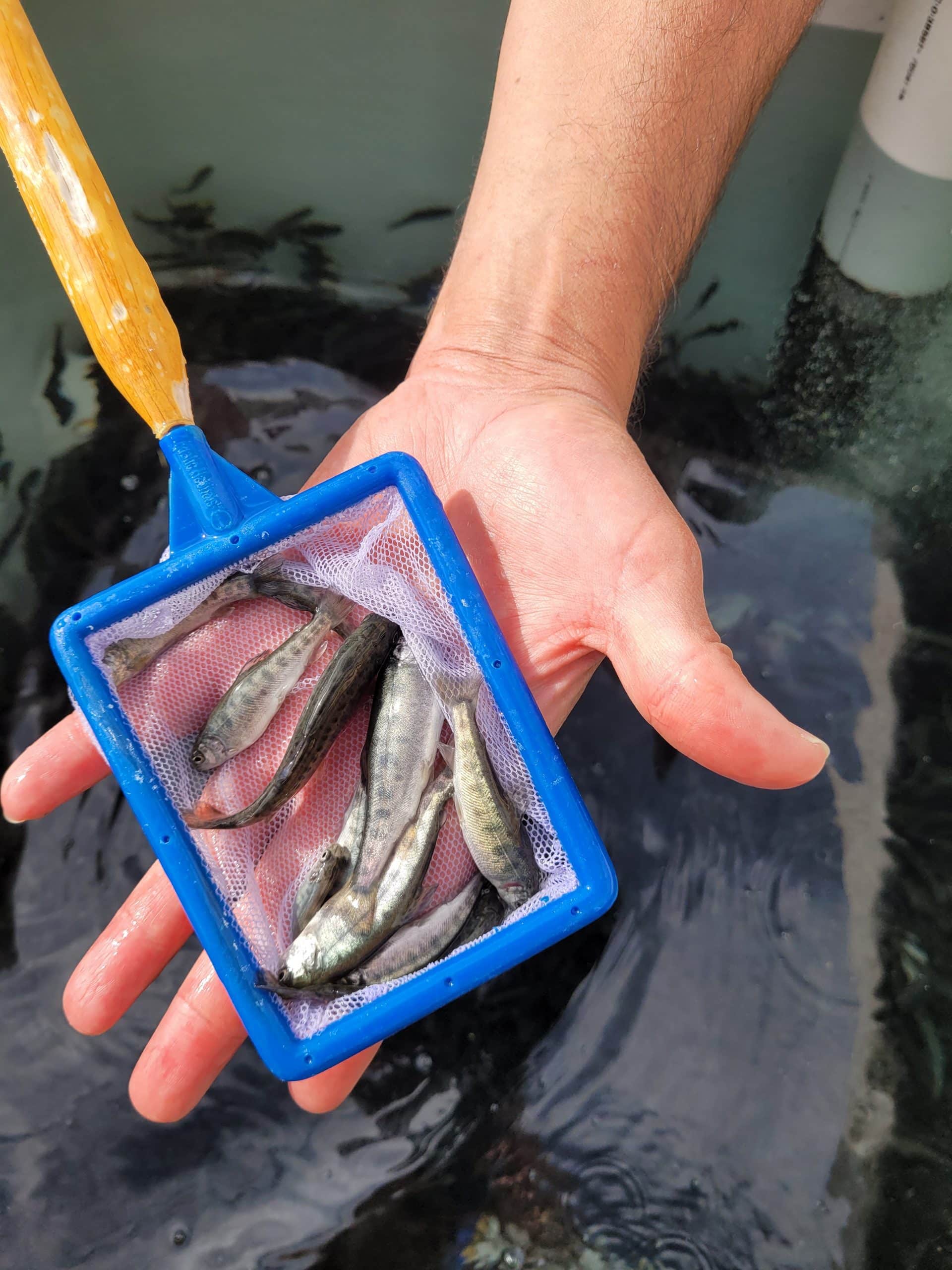 ‘Your fishin’ is our mission’: Drought adds to challenges for hatchery ...