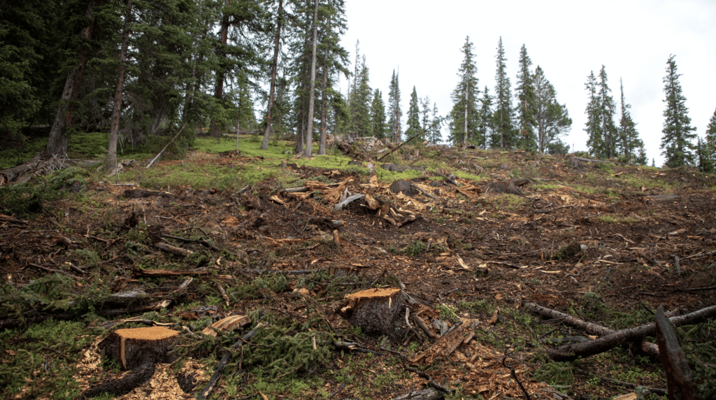 Forest Service OKs Vail Resorts plan to restore Keystone tundra. But ...