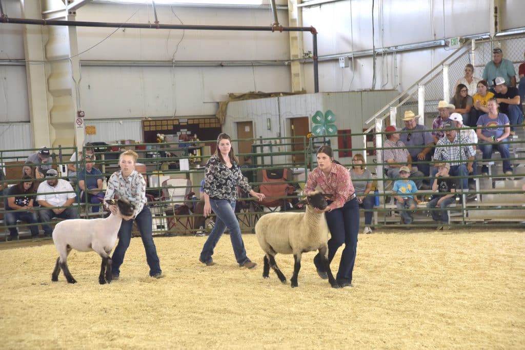 Routt County Fair sheep show displays future of agriculture ...