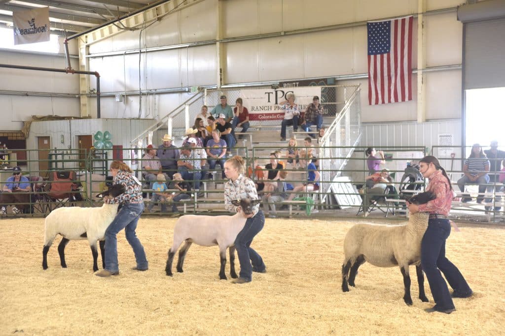 Routt County Fair sheep show displays future of agriculture ...