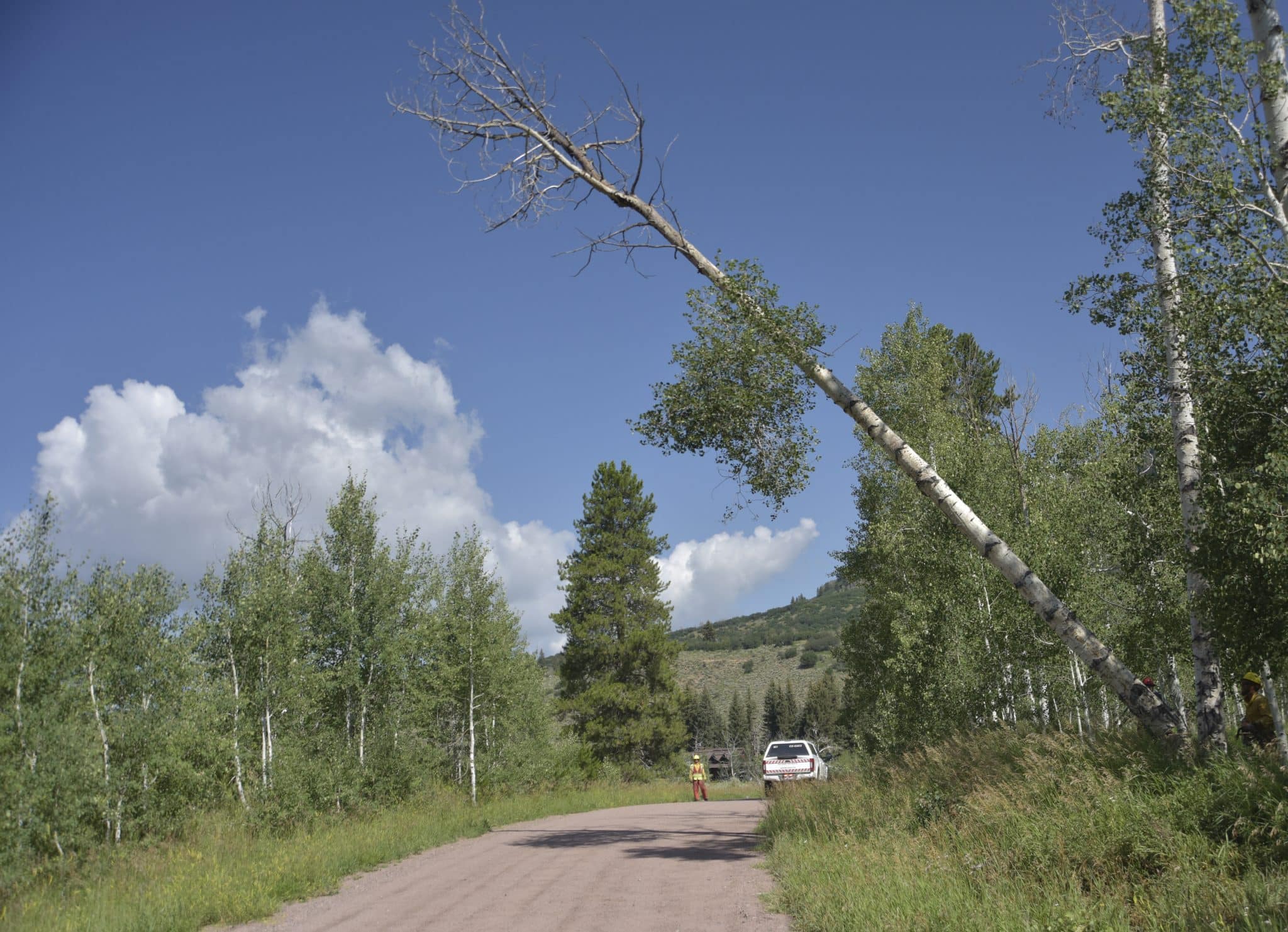 Aspen forests can slow wildfire spread and serve as fire breaks ...