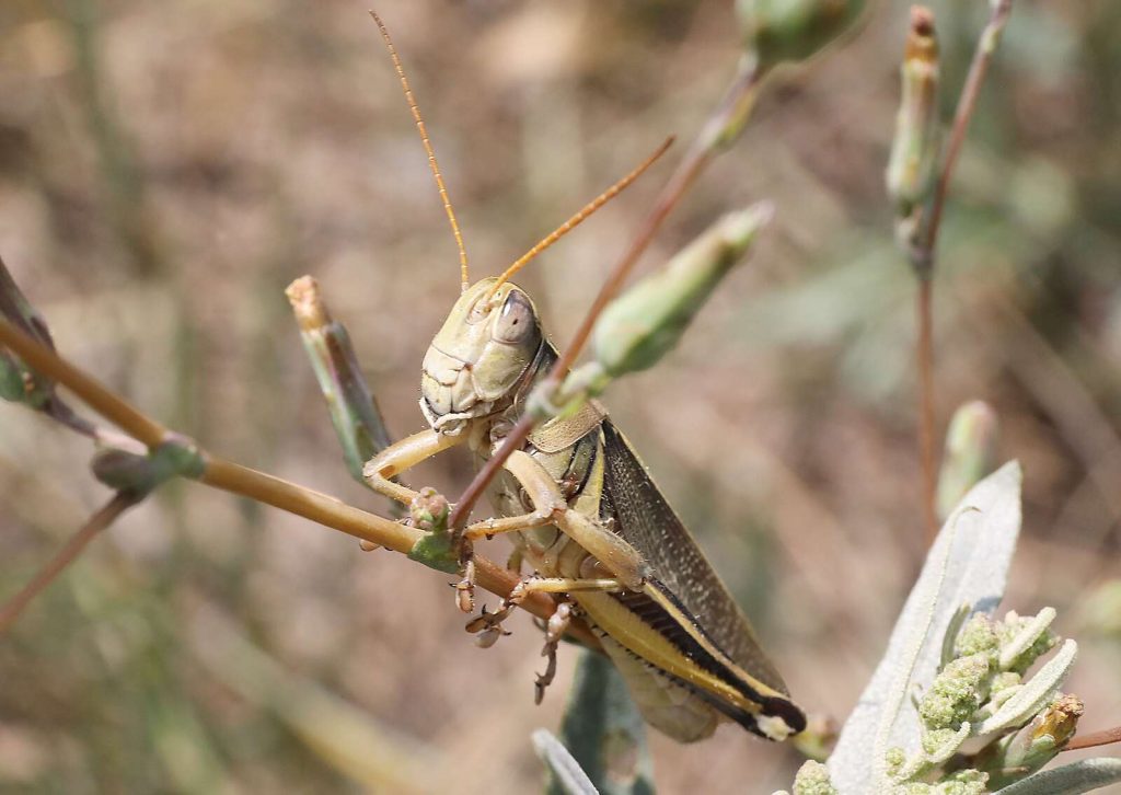 Will this year be boom or bust for Colorado’s grasshopper populations ...
