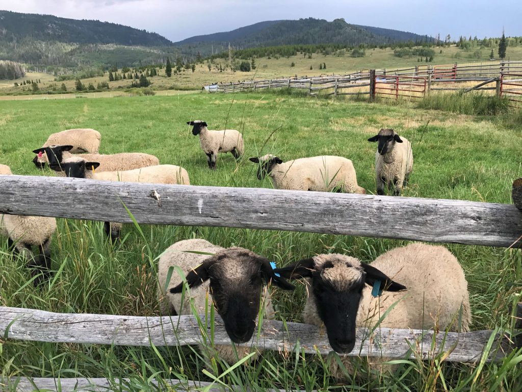 Storied South Routt ranch enters conservation agreement ...