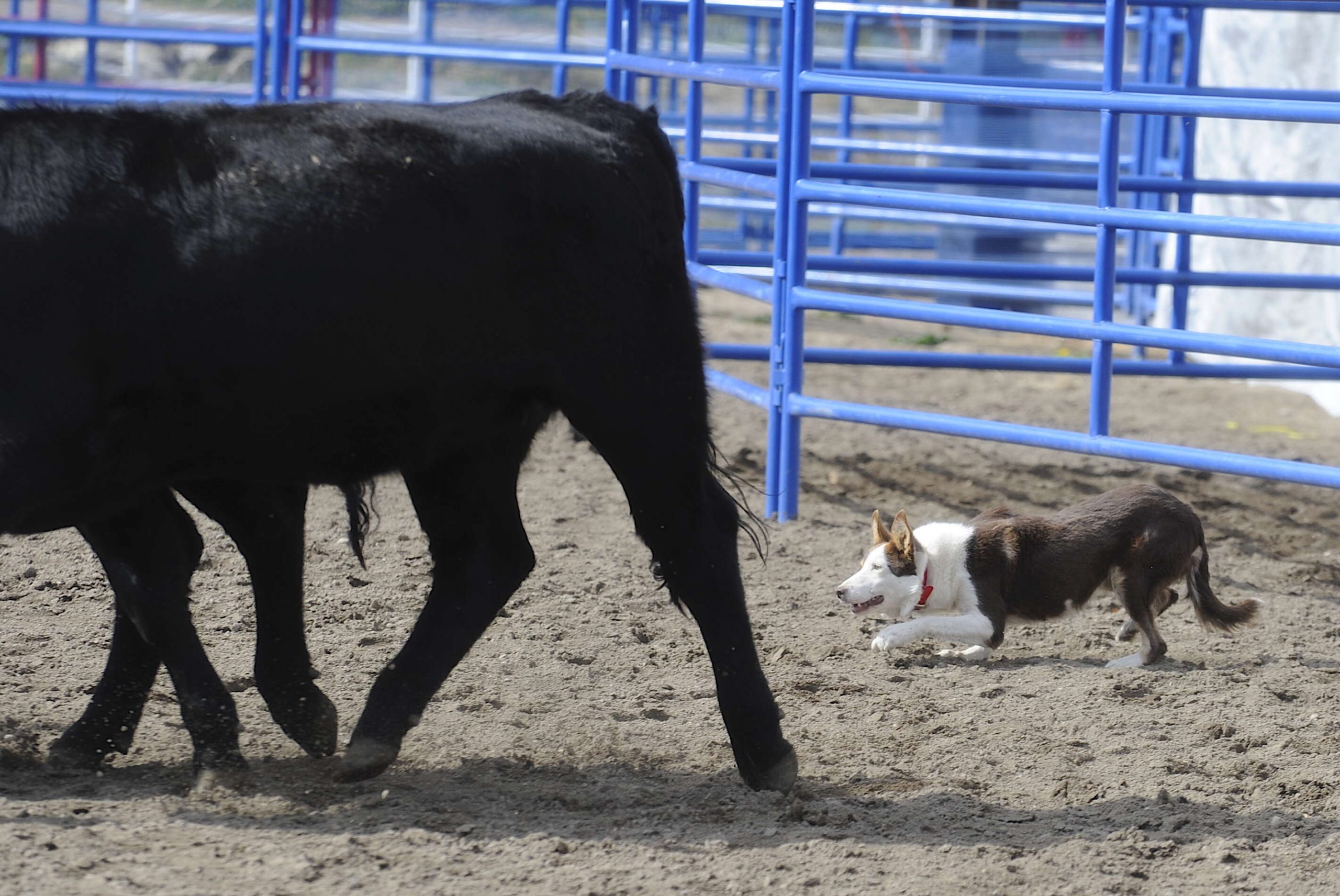 PHOTOS: Routt County Cattlemen’s Classic Cattle Dog Trials ...