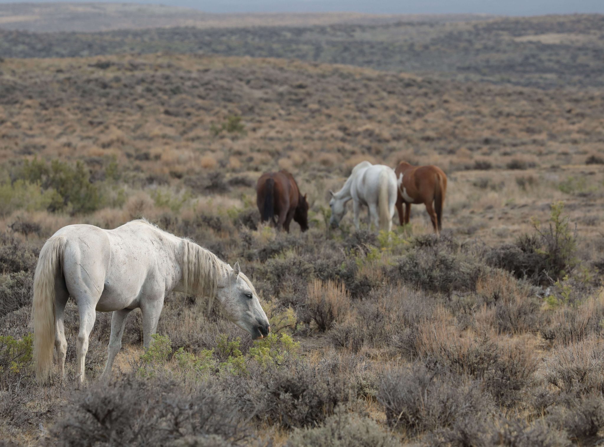 Groups want answers after 16 wild horses were found shot to death in ...
