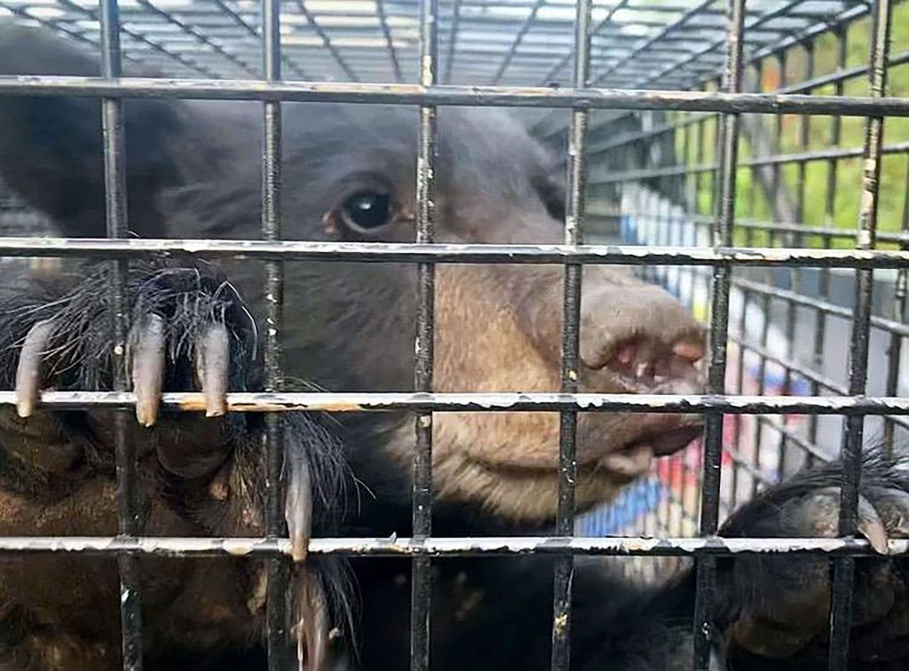 Bear cubs that ran off in May after mother attacked Steamboat man are ...