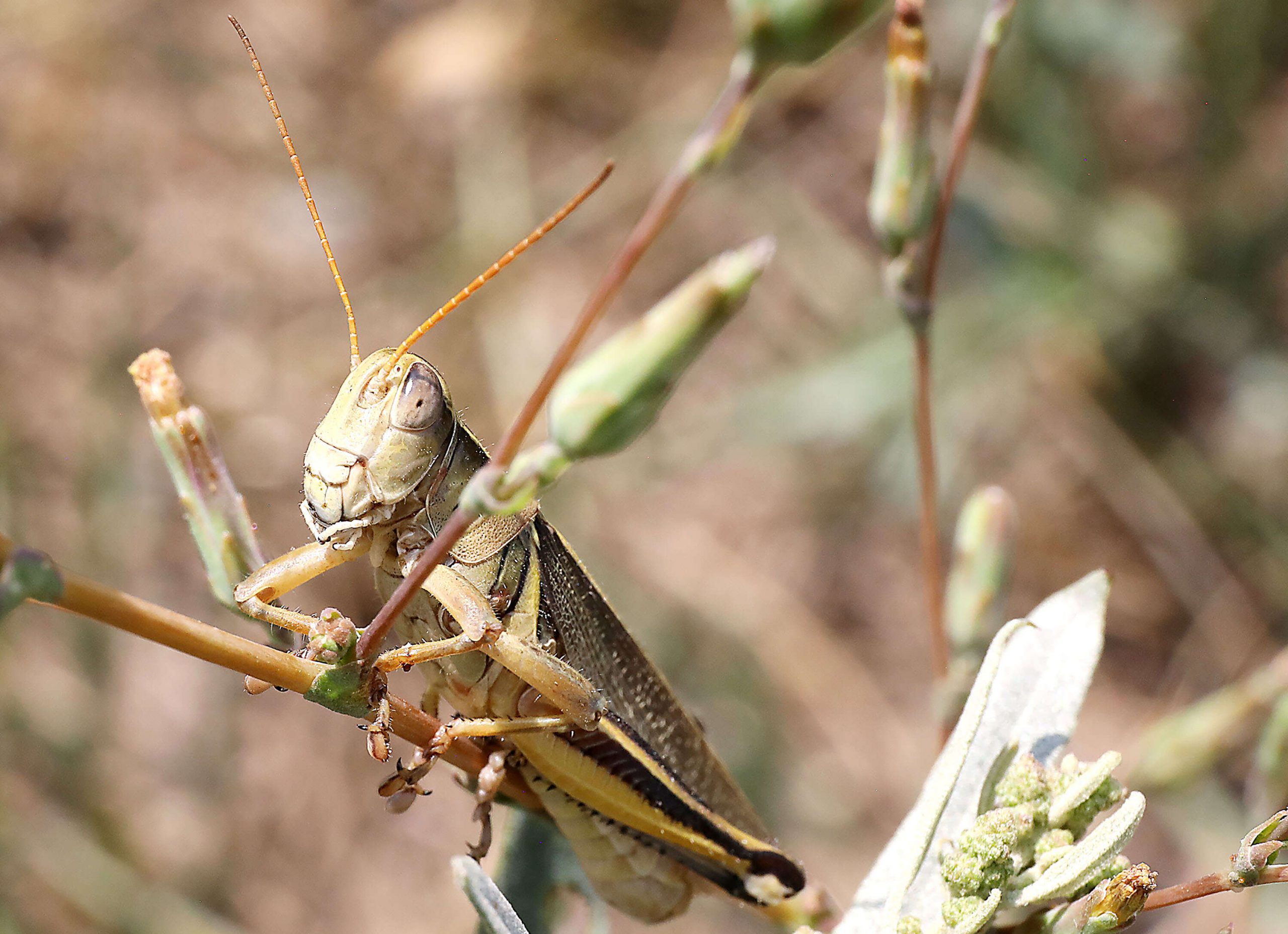 Grasshoppers have become an issue too big for individual landowners to ...