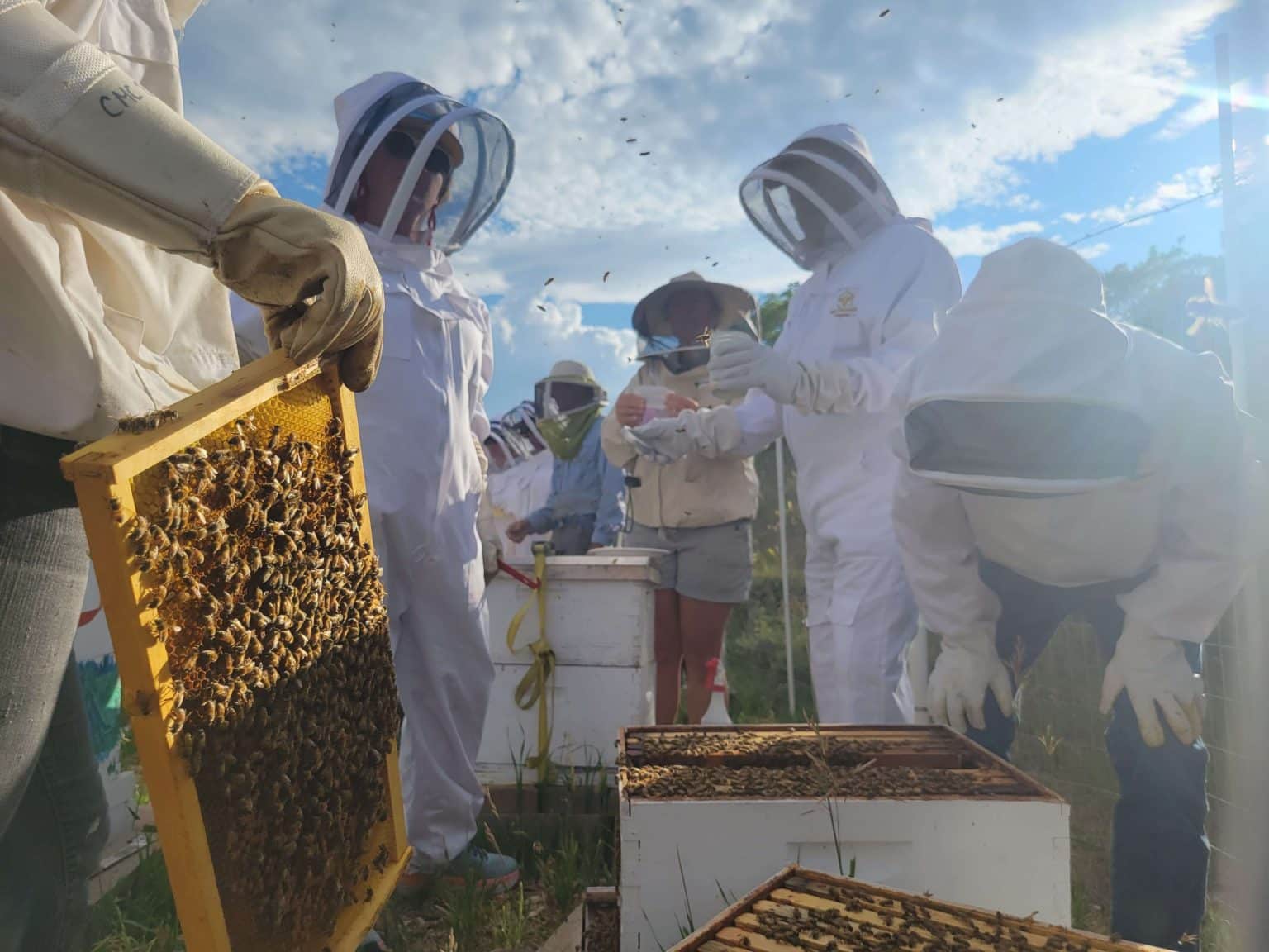 ‘Same in the bee world’: Drought has keepers worried bees won’t make ...