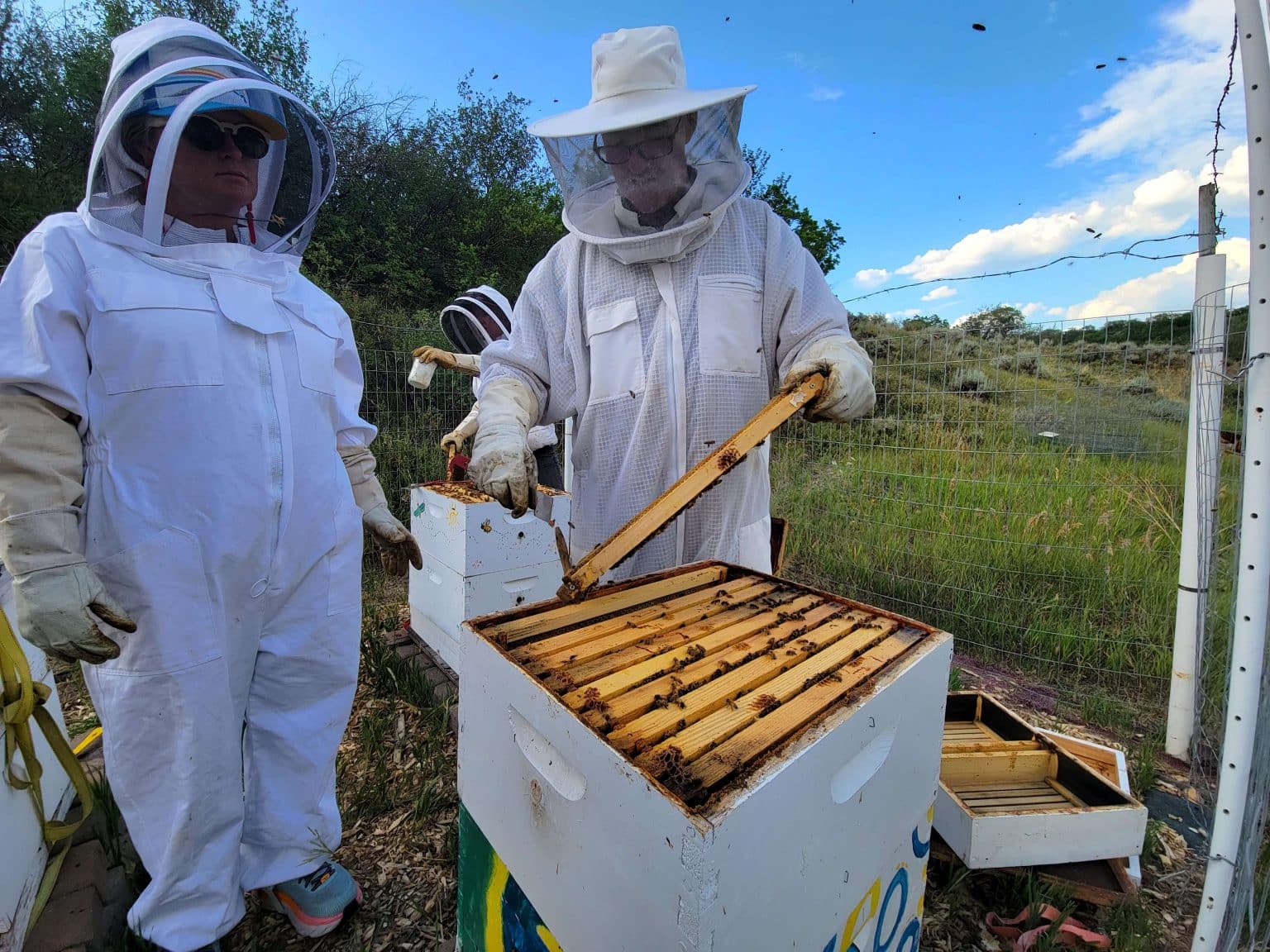 ‘Same in the bee world’: Drought has keepers worried bees won’t make ...