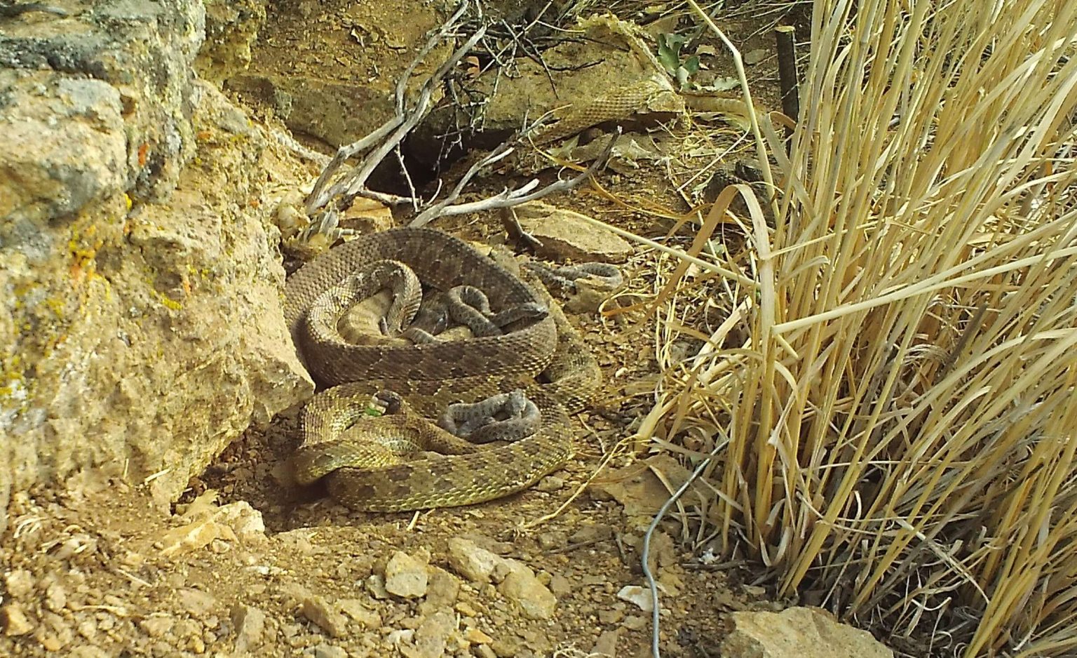 Researchers invite citizen scientists to assist with local rattlesnake ...