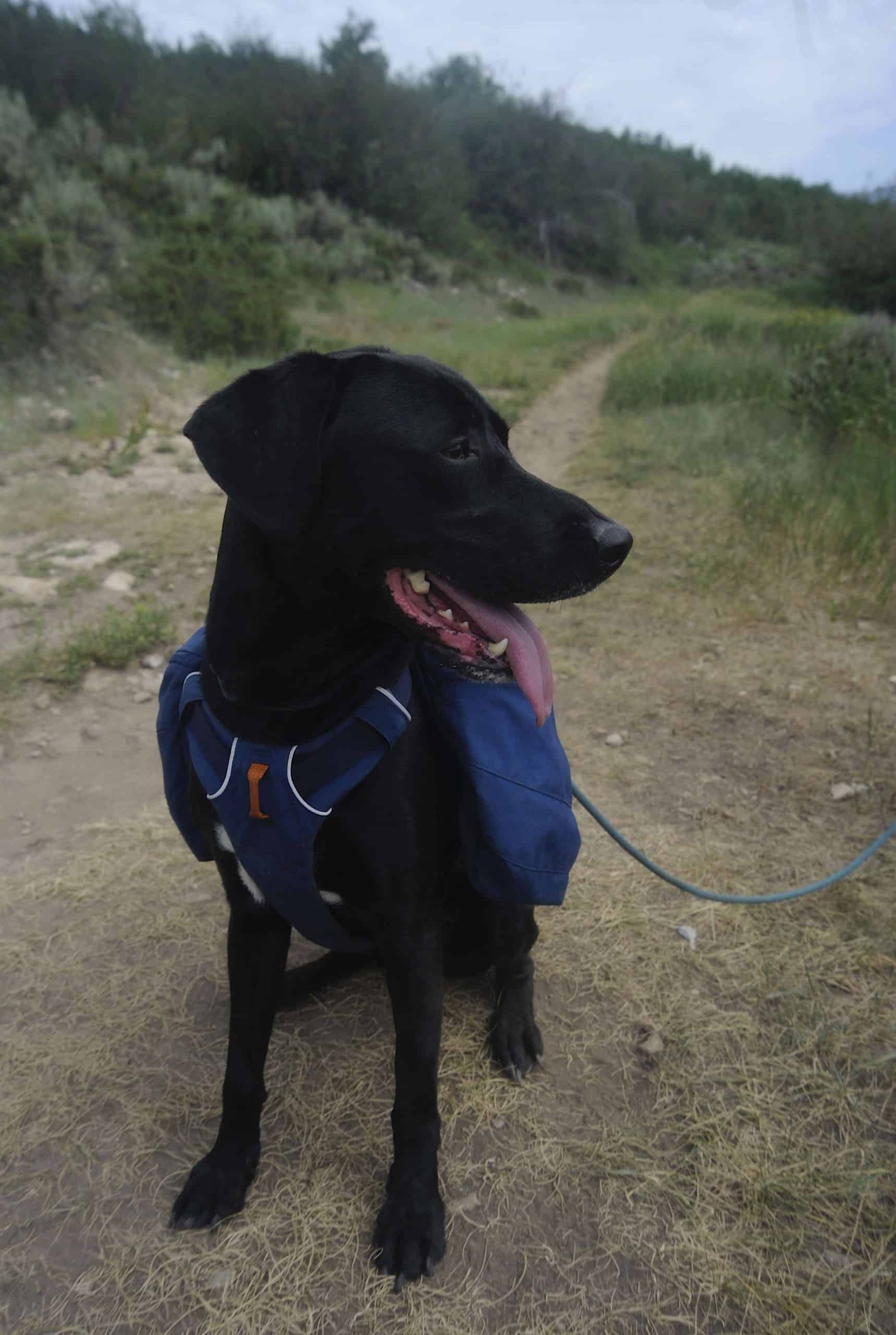 Trail of the Week: Bluffs Loop (with video) | SteamboatToday.com