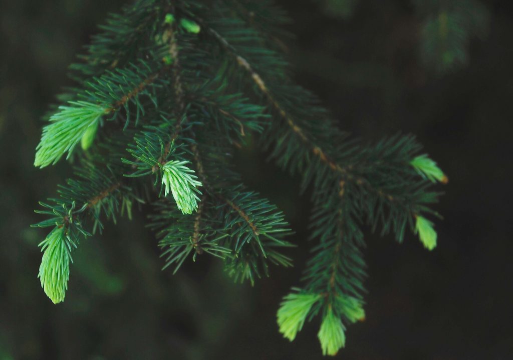 Trail of the Week: Prospector Trail (with video) | SteamboatToday.com