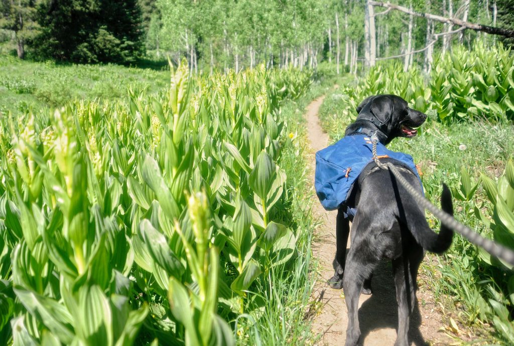 Trail of the Week: Prospector Trail (with video) | SteamboatToday.com