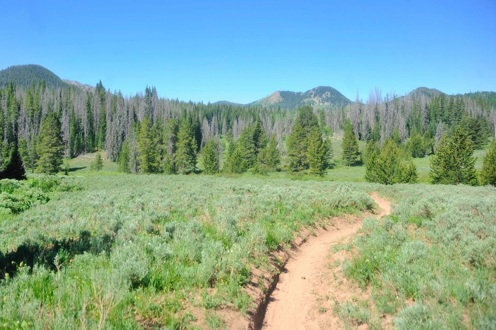 Trail of the Week: Prospector Trail (with video) | SteamboatToday.com