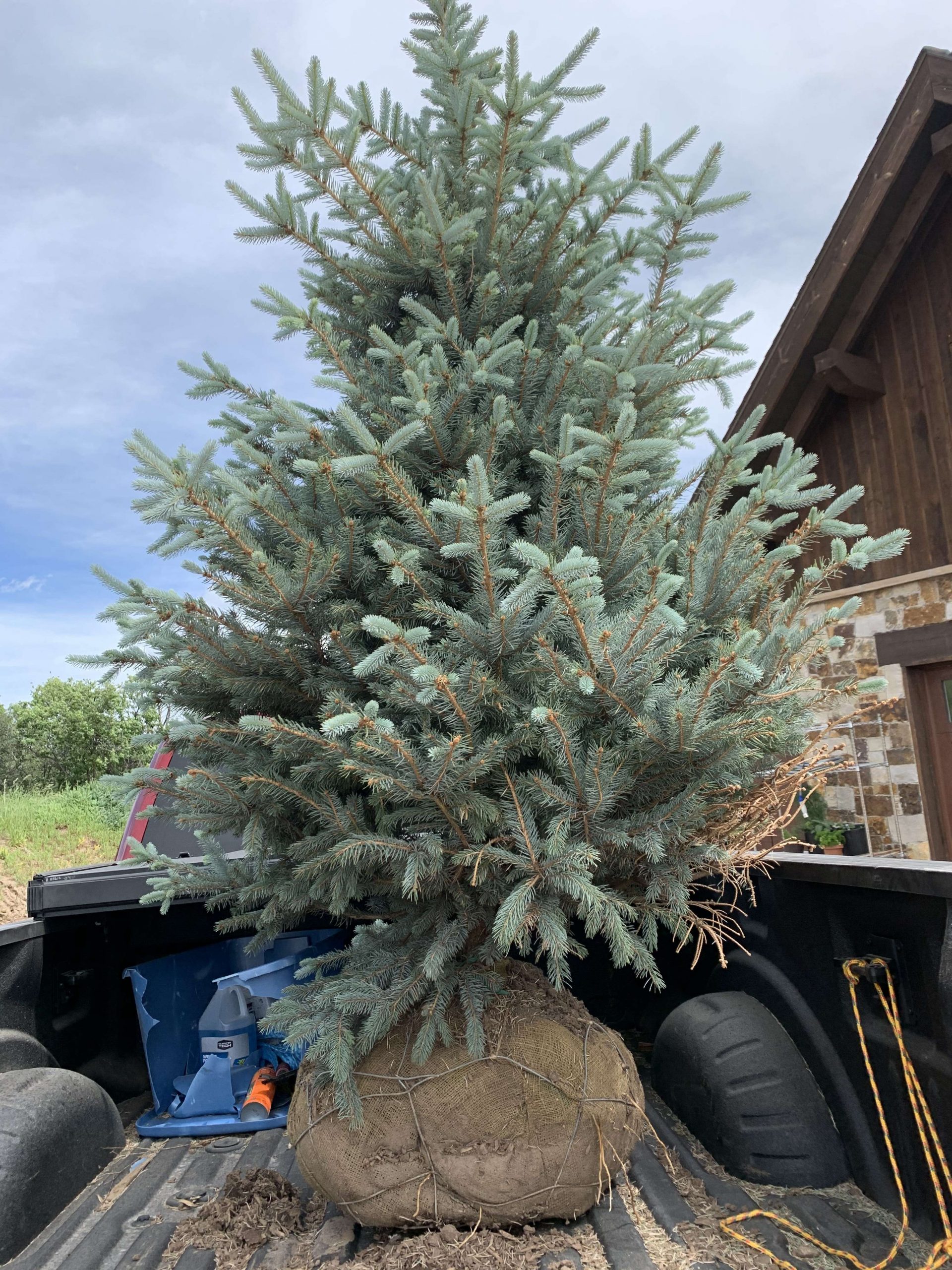 Master Gardener: How to perfectly plant a tree | SteamboatToday.com